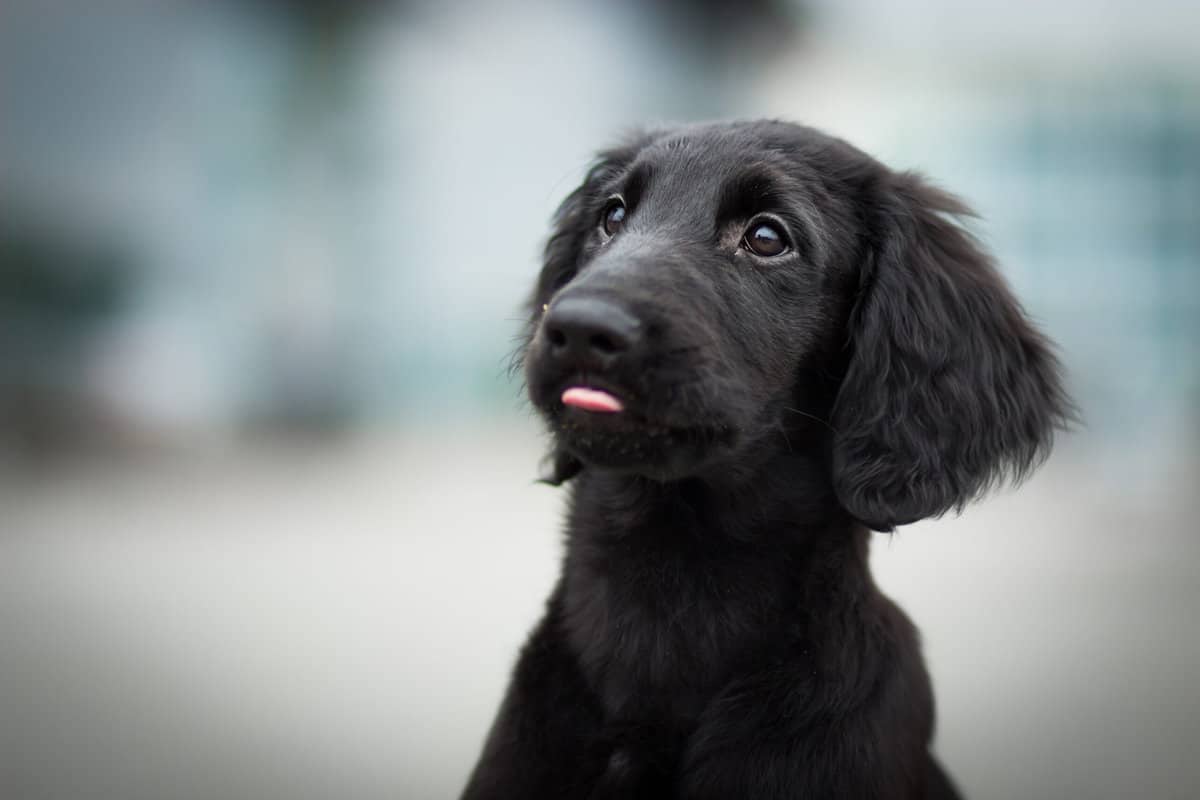 Flat Coated Retriever-Züchter mit Welpen in der Nähe - Hunde2.de