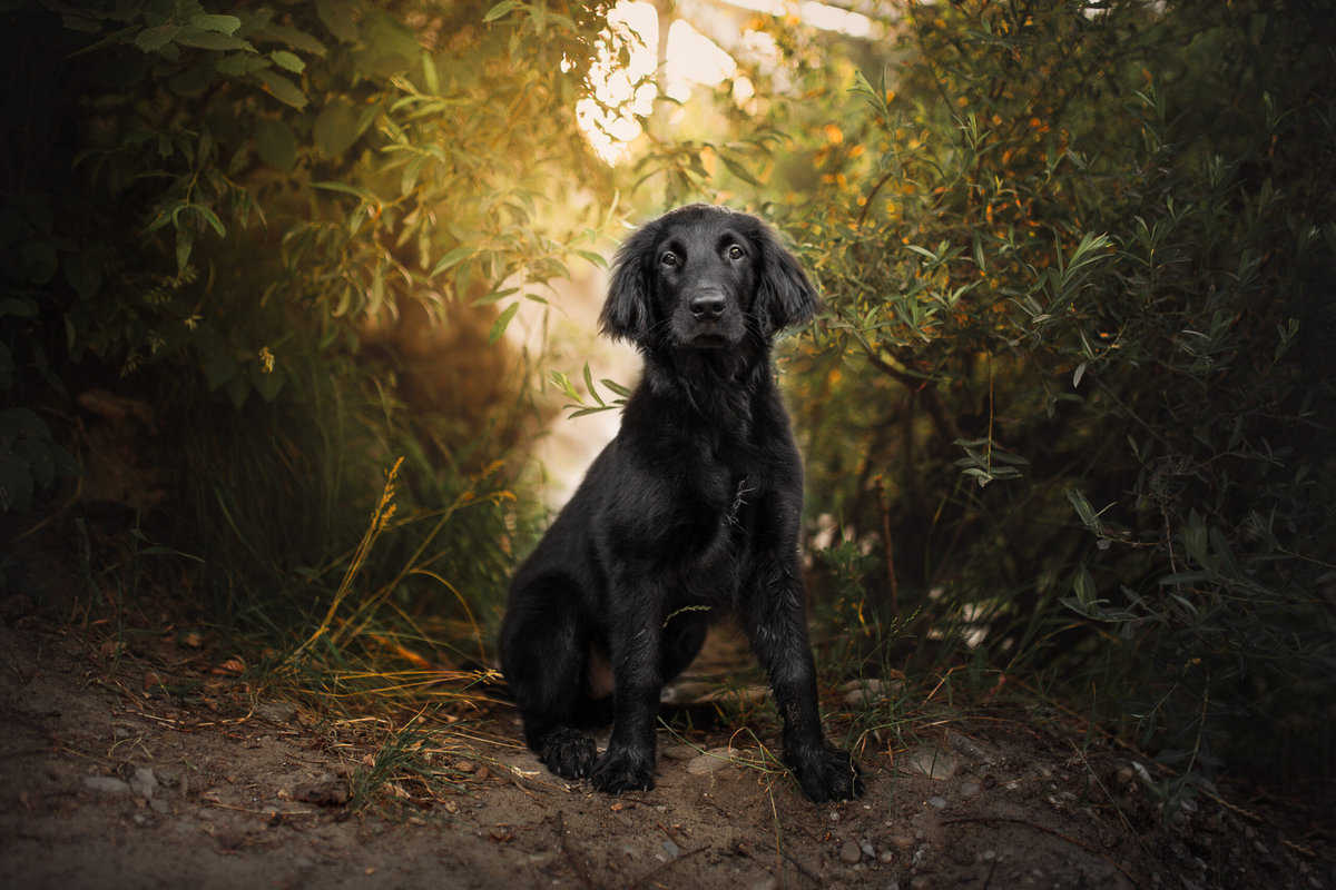 Flat Coated Retriever-Züchter mit Welpen in der Nähe - Hunde2.de