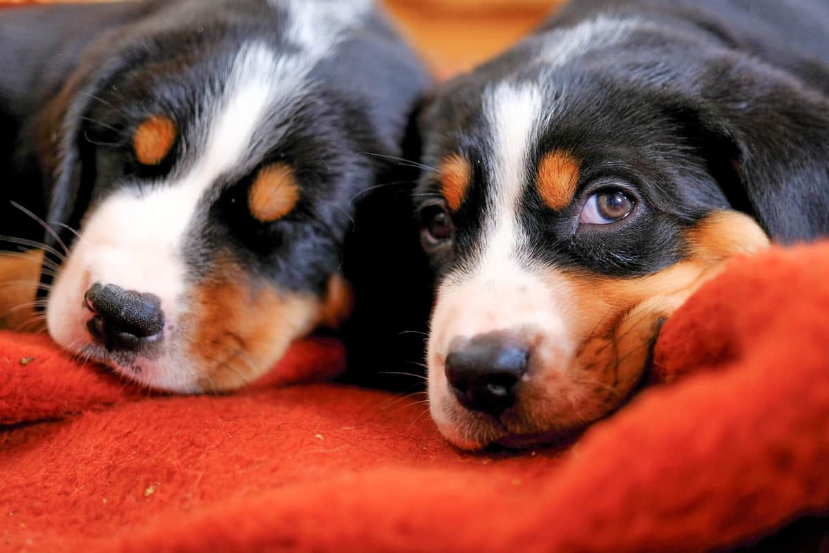 Großer Schweizer Sennenhund-Züchter mit Welpen in der Nähe - Hunde2.de