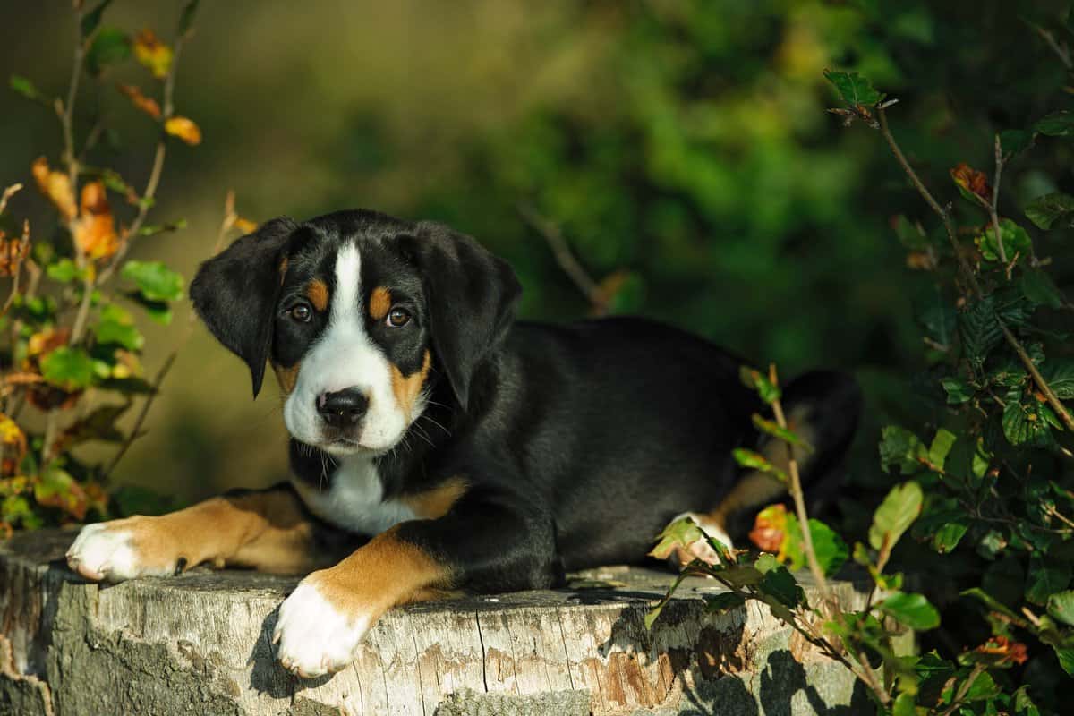Großer Schweizer Sennenhund-Züchter mit Welpen in der Nähe - Hunde2.de