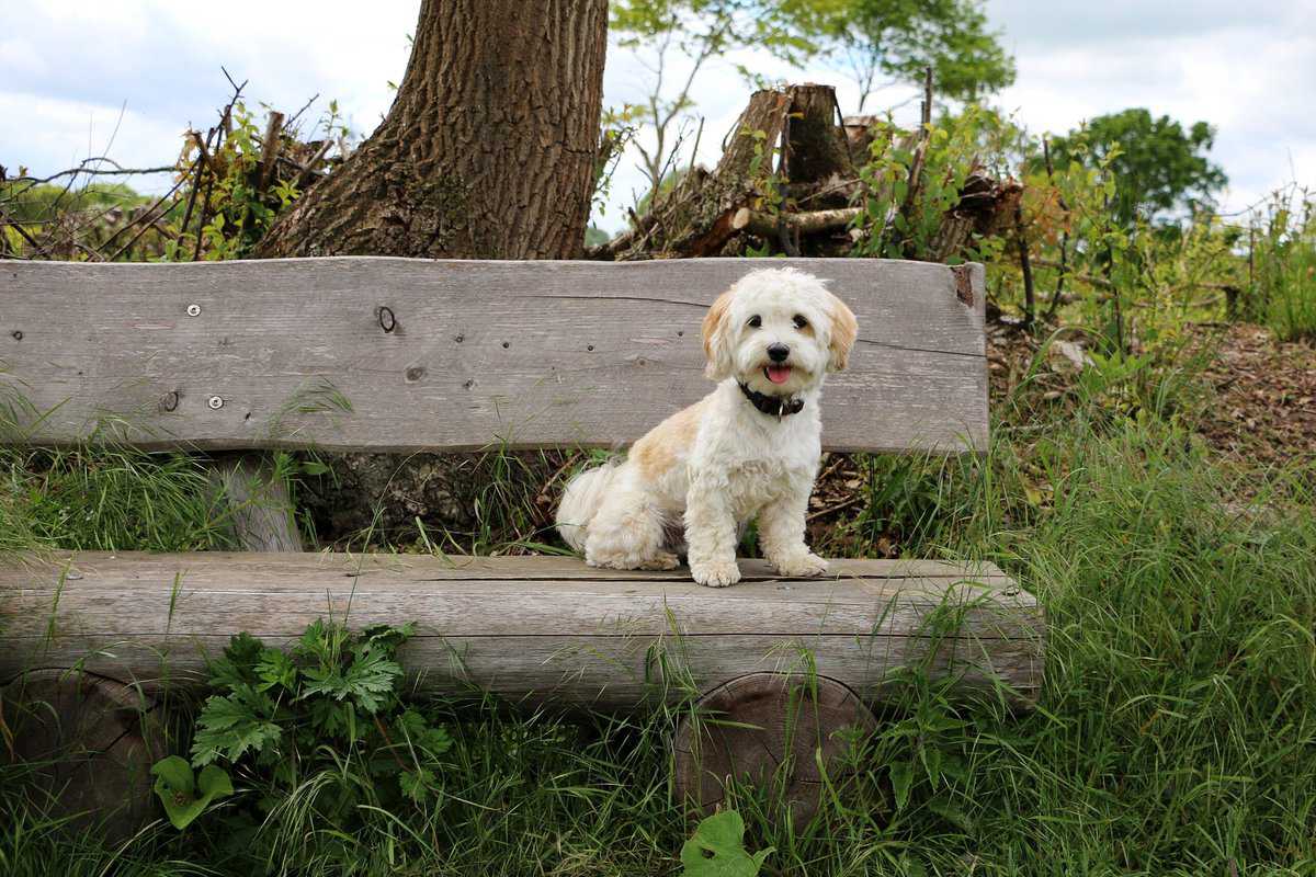 Havapoo-Züchter mit Welpen in der Nähe - Hunde2.de
