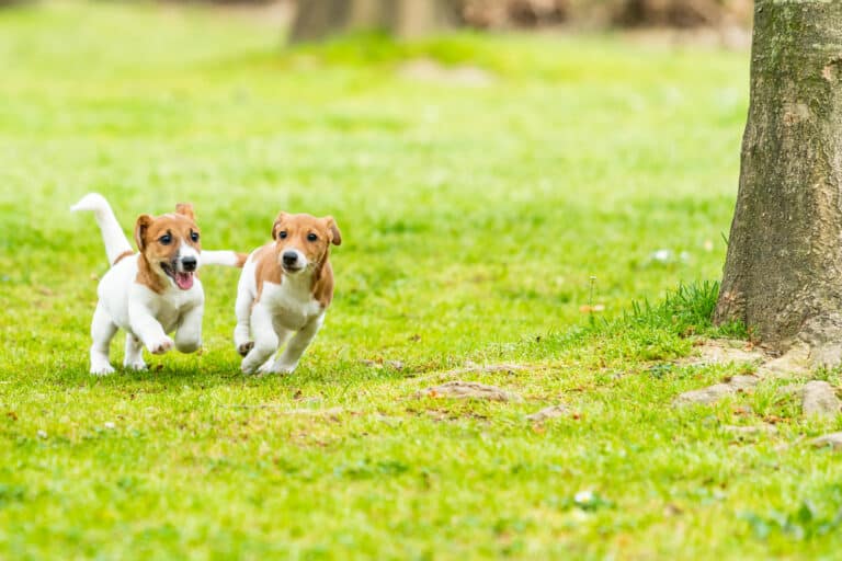 Jack Russell Terrier-Züchter mit Welpen in der Nähe - Hunde2.de