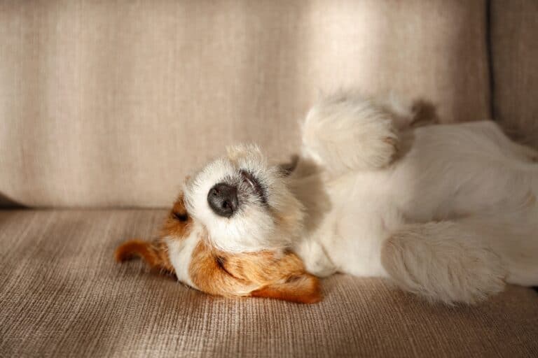 Jack Russell Terrier-Züchter mit Welpen in der Nähe - Hunde2.de