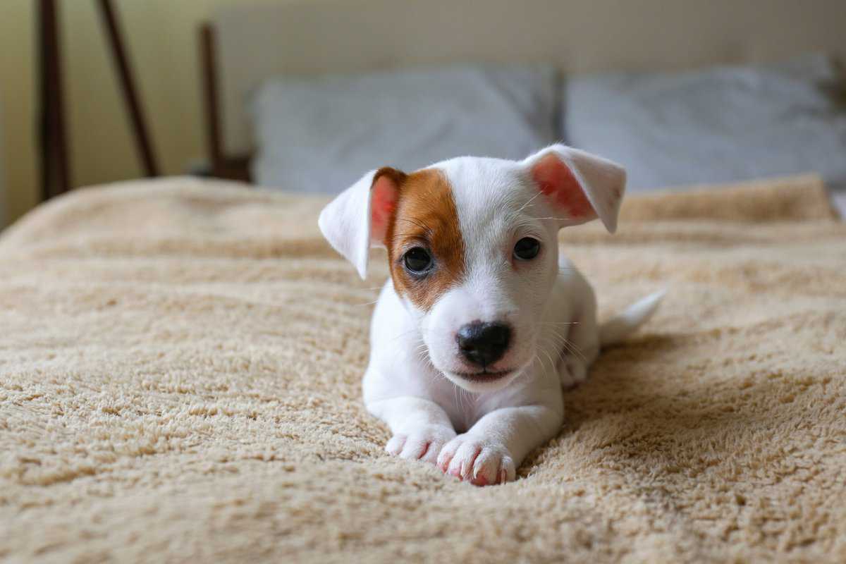 Jack Russell Terrier-Züchter mit Welpen in der Nähe - Hunde2.de
