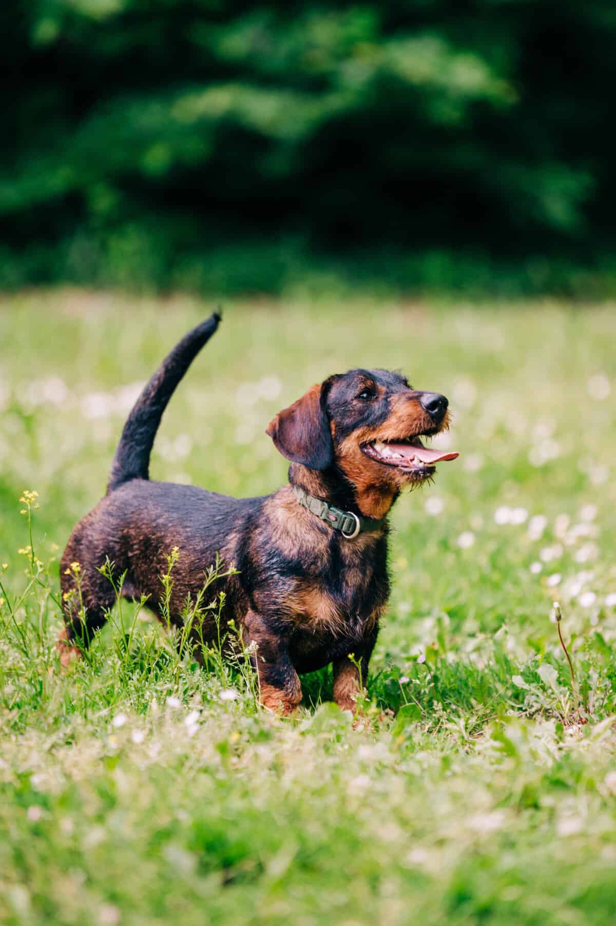 Kaninchendackel-Züchter mit Welpen in der Nähe - Hunde2.de