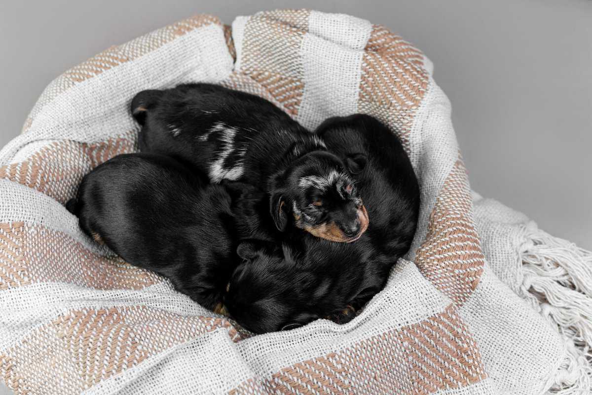 Kaninchendackel-Züchter mit Welpen in der Nähe - Hunde2.de