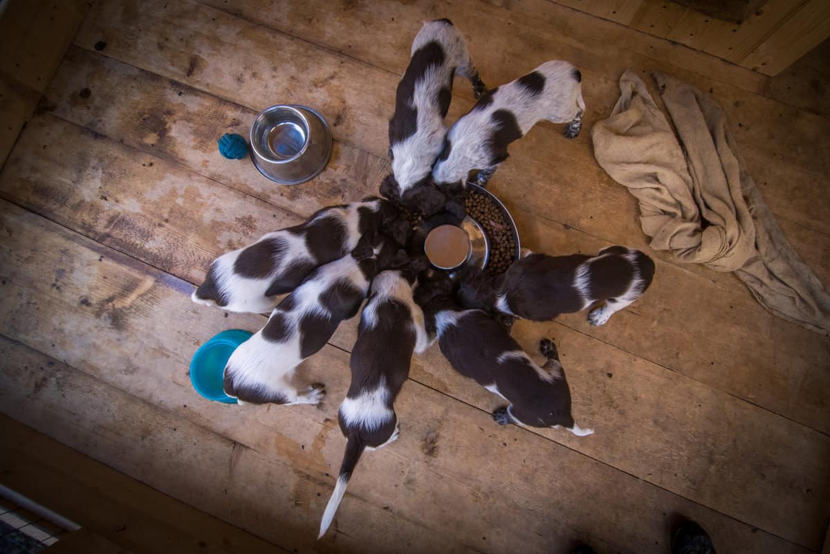 Kleiner Münsterländer-Züchter mit Welpen in der Nähe - Hunde2.de