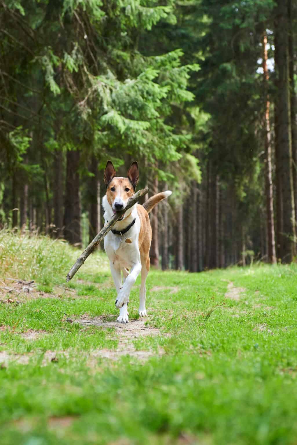 Kurzhaarcollie-Züchter mit Welpen in der Nähe - Hunde2.de