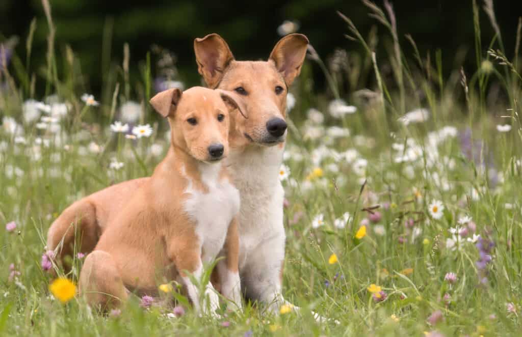 Kurzhaarcollie-Züchter mit Welpen in der Nähe - Hunde2.de