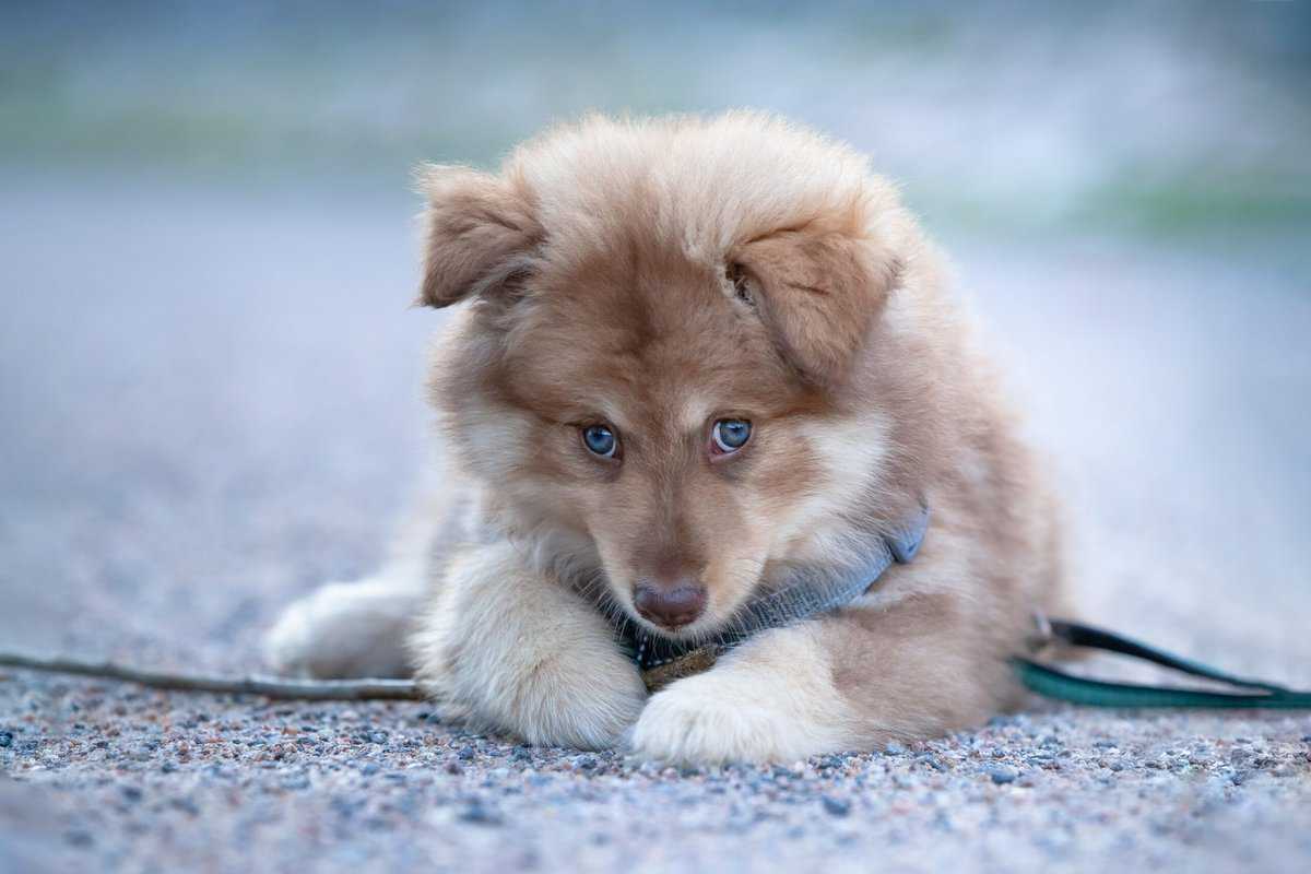 Finnischer Lapphund-Züchter mit Welpen in der Nähe (Liste) - Hunde2.de