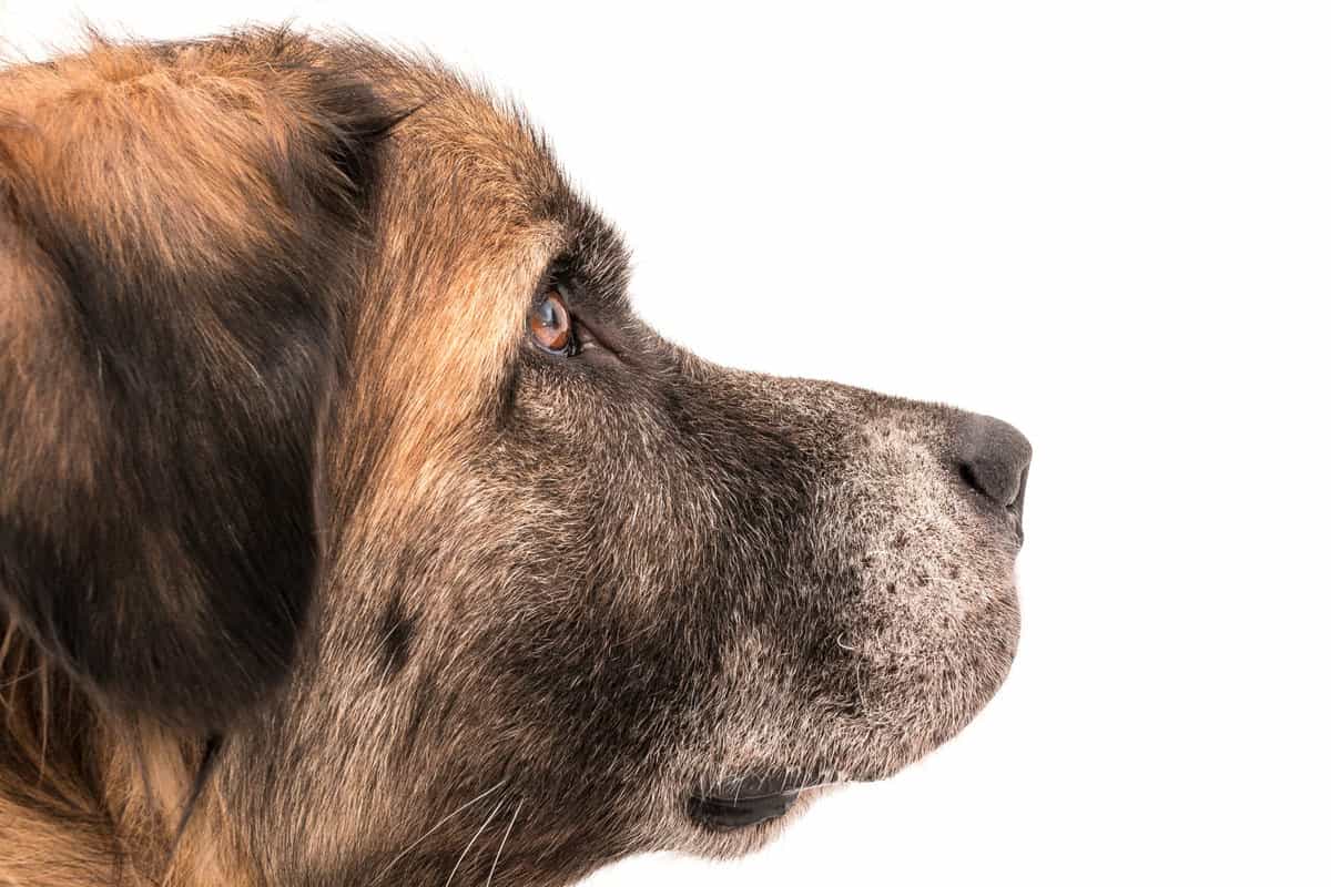 Germanischer Bärenhund-Züchter mit Welpen in der Nähe (Liste) - Hunde2.de