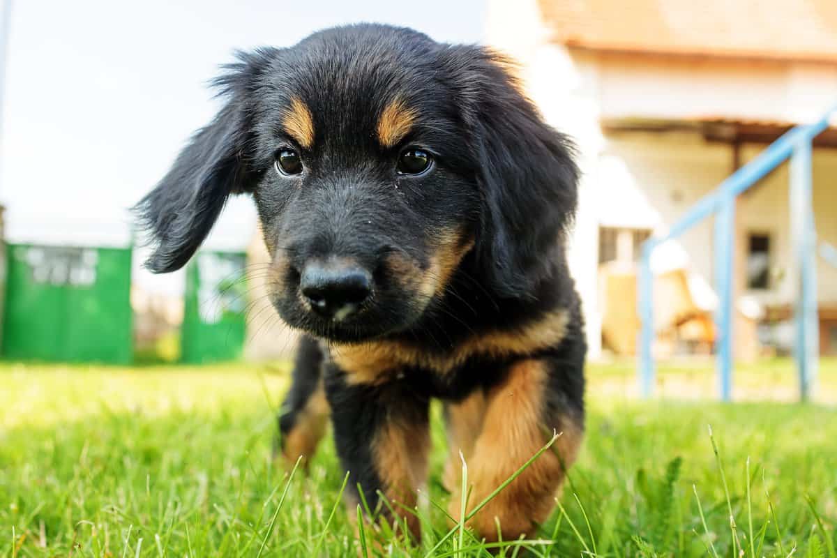 Hovawart-Züchter mit Welpen in der Nähe (Liste) - Hunde2.de