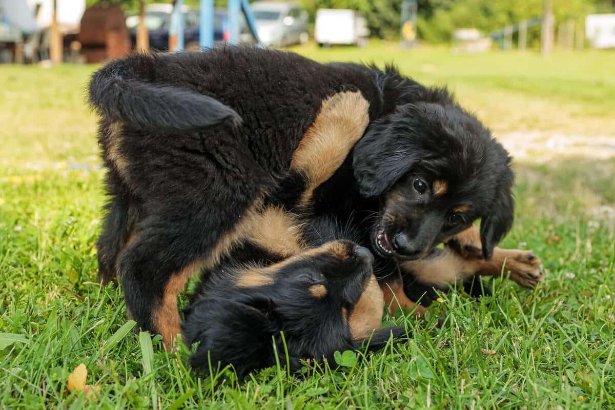 Hovawart-Züchter mit Welpen in der Nähe (Liste) - Hunde2.de