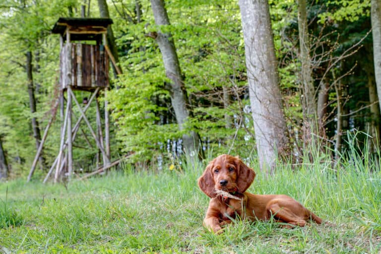 Irish Setter-Züchter mit Welpen in der Nähe (Liste) - Hunde2.de