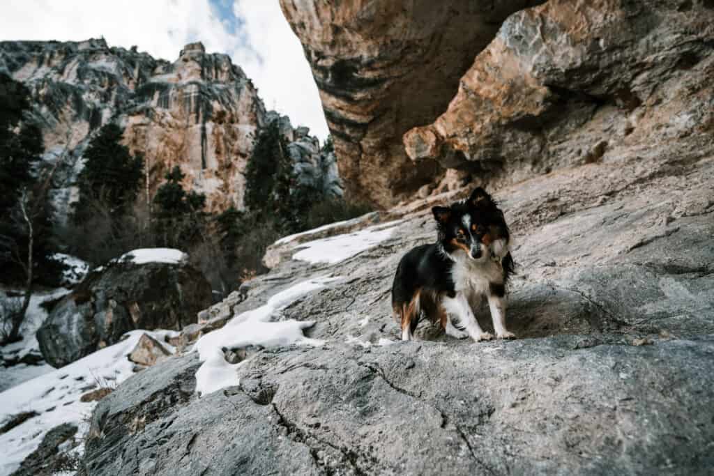 Islandhund-Züchter mit Welpen in der Nähe (Liste) - Hunde2.de