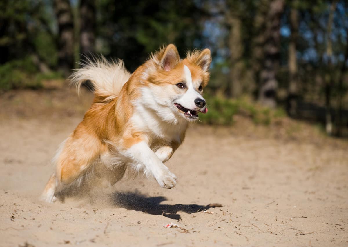 Islandhund-Züchter mit Welpen in der Nähe (Liste) - Hunde2.de