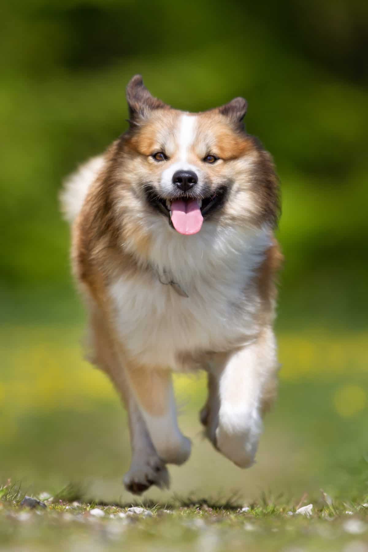 Islandhund-Züchter mit Welpen in der Nähe (Liste) - Hunde2.de