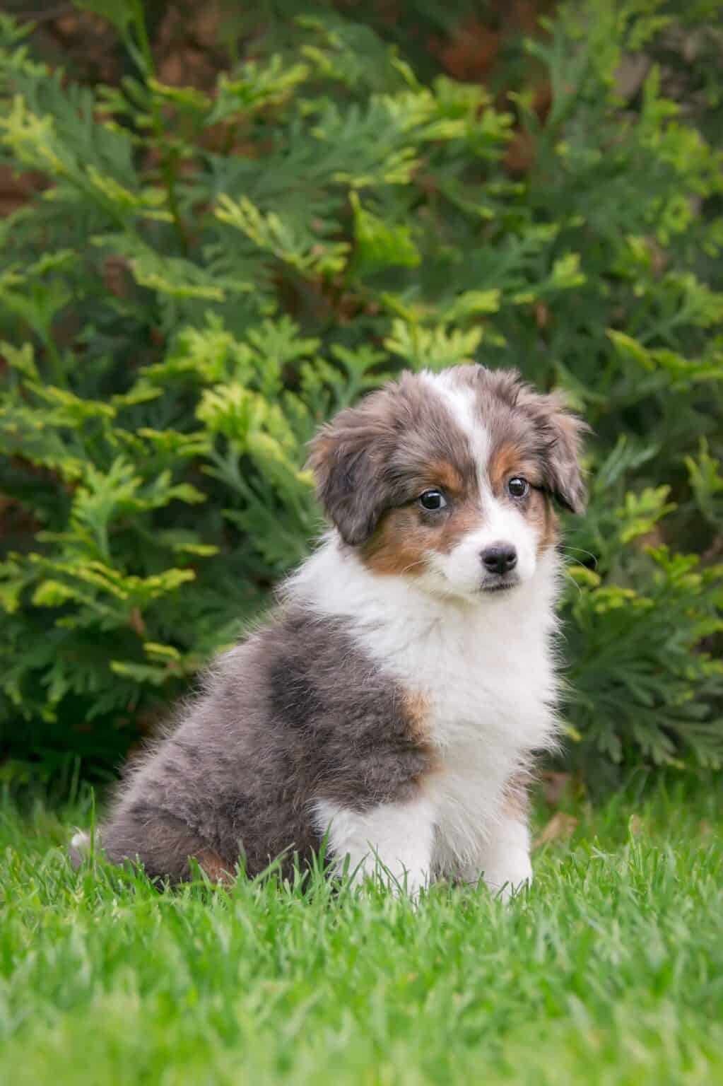 Mini Australian Shepherd-Züchter mit Welpen in der Nähe (Liste) - Hunde2.de