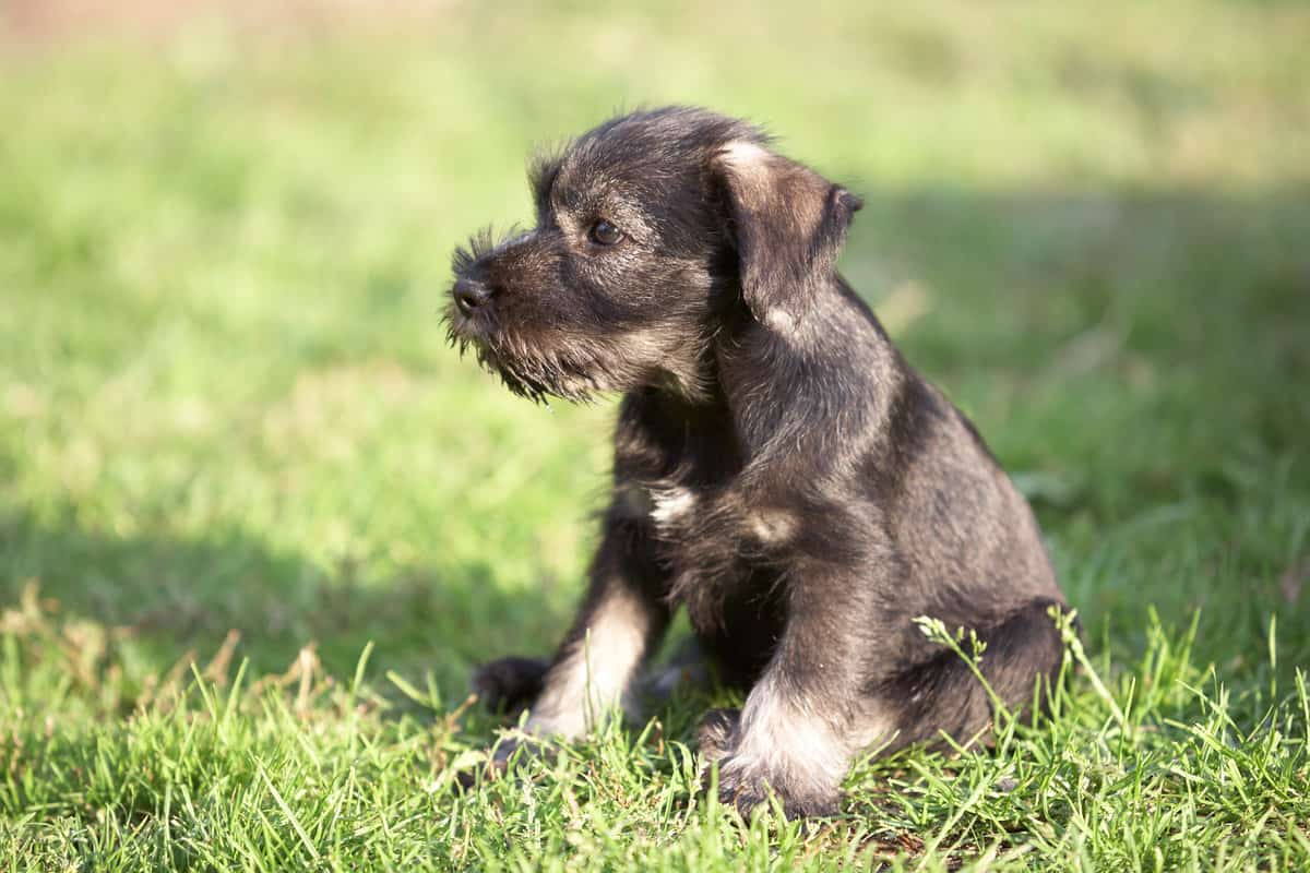 Mittelschnauzer-Züchter mit Welpen in der Nähe (Topliste) - Hunde2.de