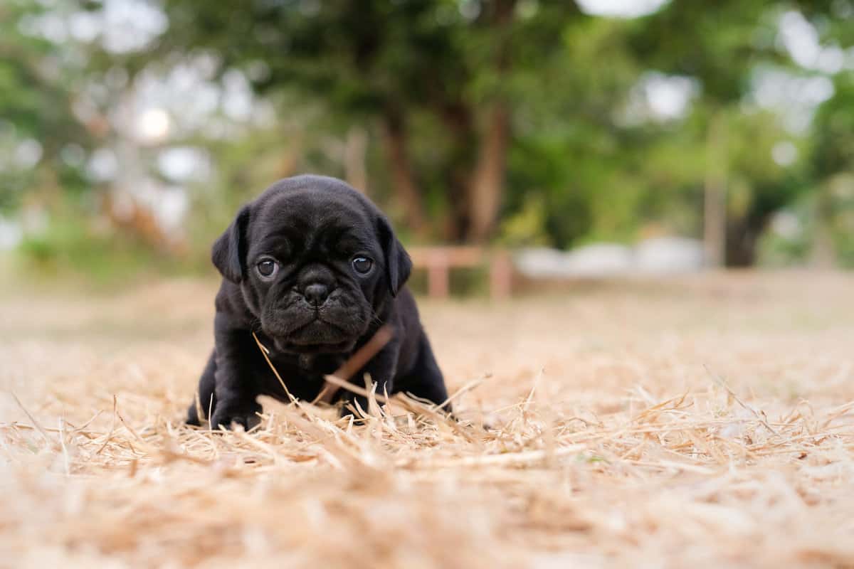 Mops-Züchter mit Welpen in der Nähe (Liste) - Hunde2.de
