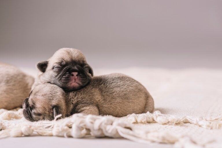 Mops-Züchter mit Welpen in der Nähe (Liste) - Hunde2.de