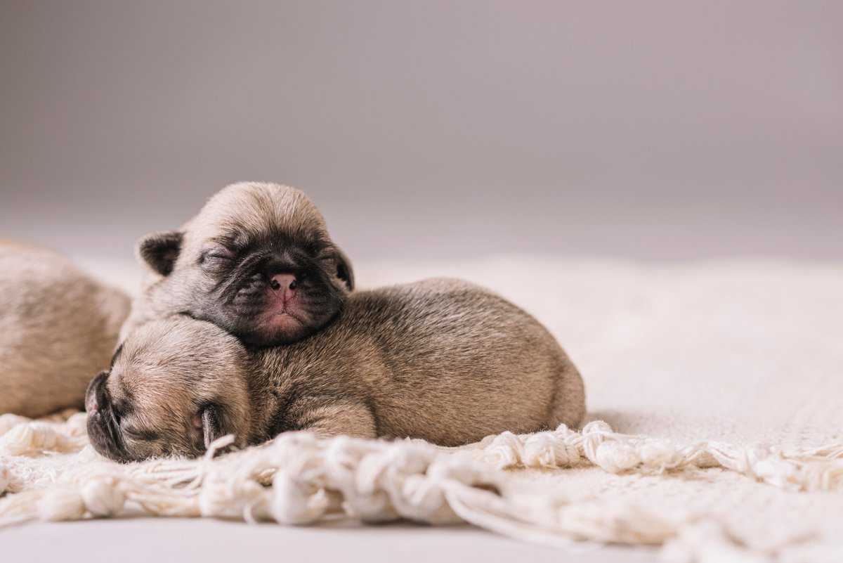 Mops-Züchter mit Welpen in der Nähe (Liste) - Hunde2.de