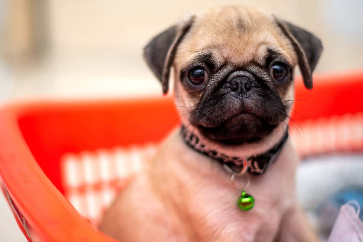 Mops-Züchter mit Welpen in der Nähe (Liste) - Hunde2.de