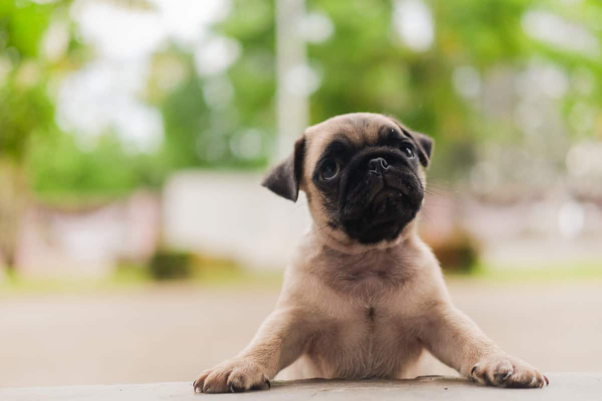 Mops-Züchter mit Welpen in der Nähe (Liste) - Hunde2.de