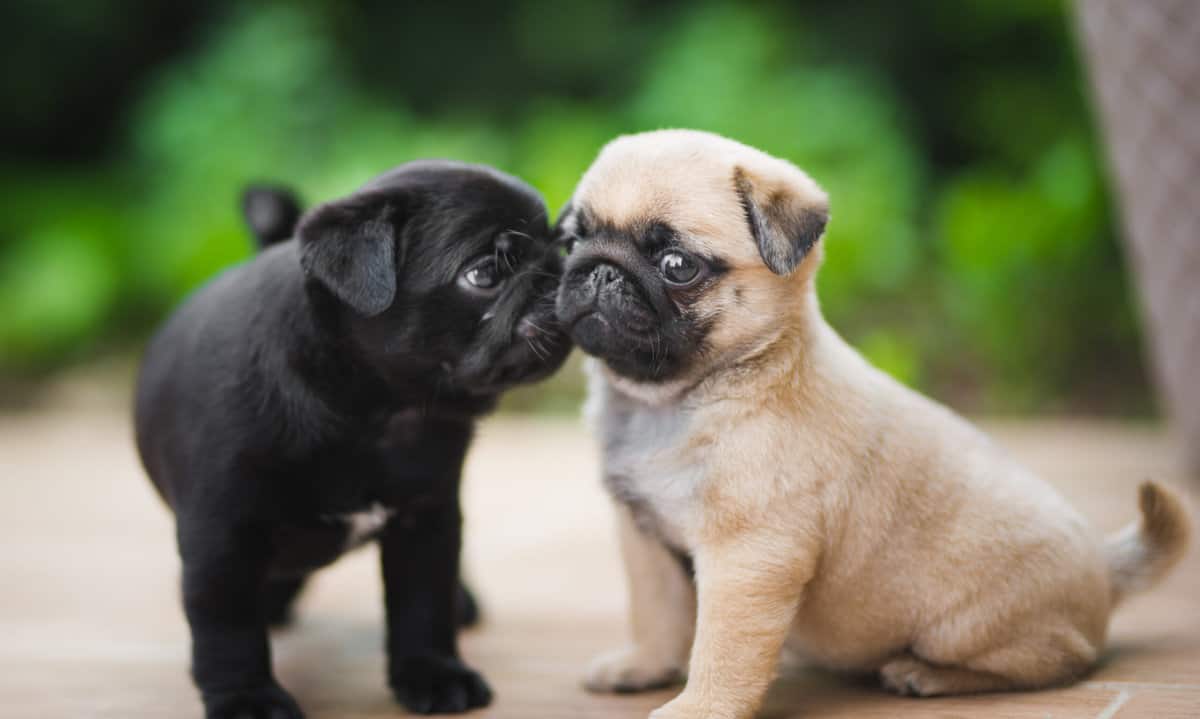 Mops-Züchter mit Welpen in der Nähe (Liste) - Hunde2.de