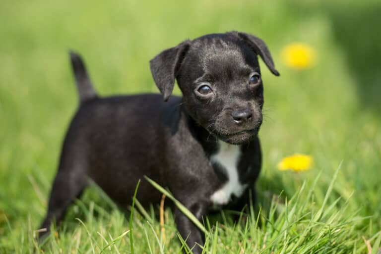 Patterdale Terrier-Züchter mit Welpen in der Nähe (Liste) - Hunde2.de