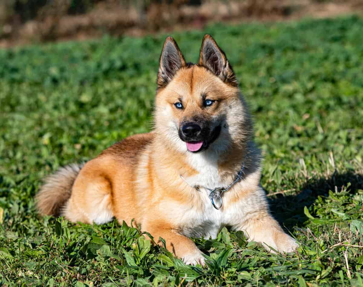 Pomsky-Züchter mit Welpen in der Nähe (Liste) - Hunde2.de