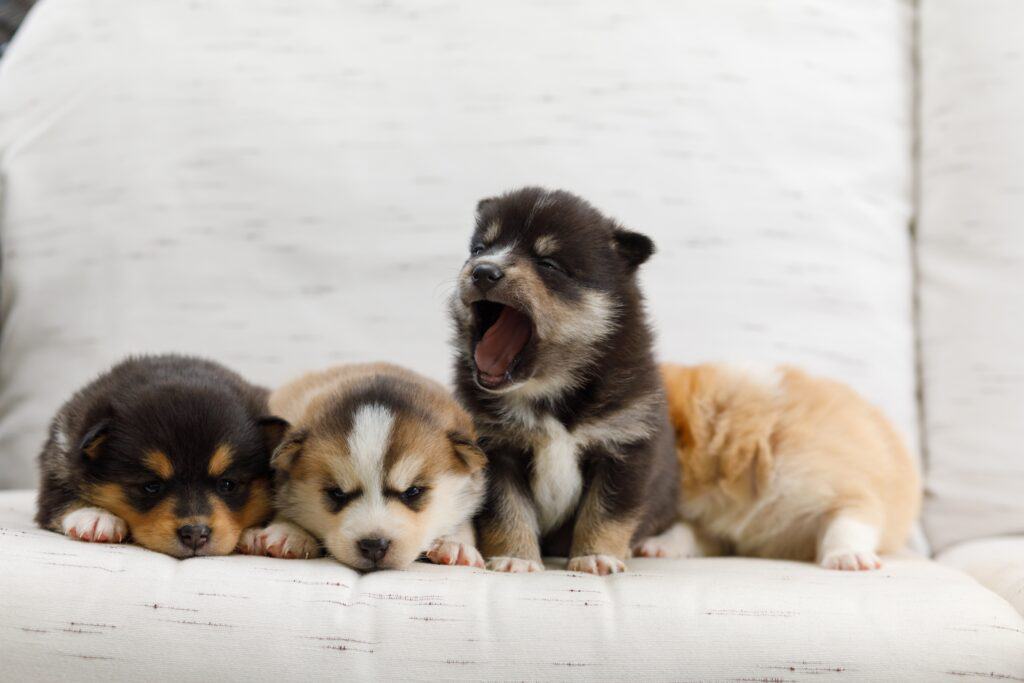 Pomsky-Züchter mit Welpen in der Nähe (Liste) - Hunde2.de