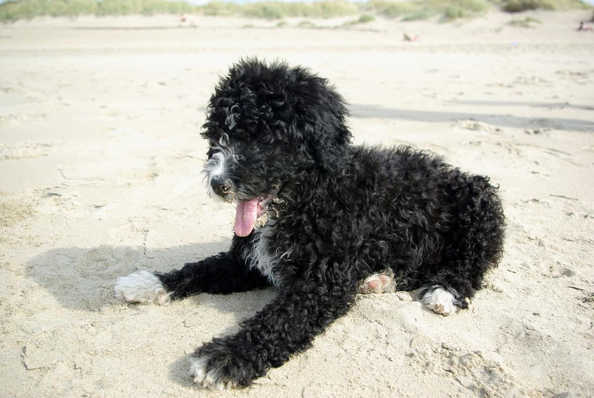Portugiesischer Wasserhund-Züchter mit Welpen in der Nähe (Liste) - Hunde2.de