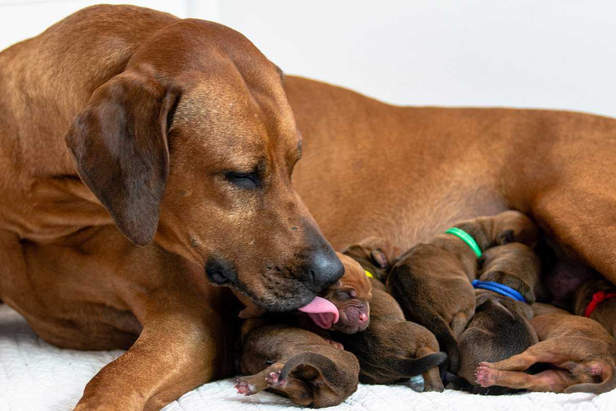 Rhodesian Ridgeback-Züchter mit Welpen in der Nähe (Liste) - Hunde2.de