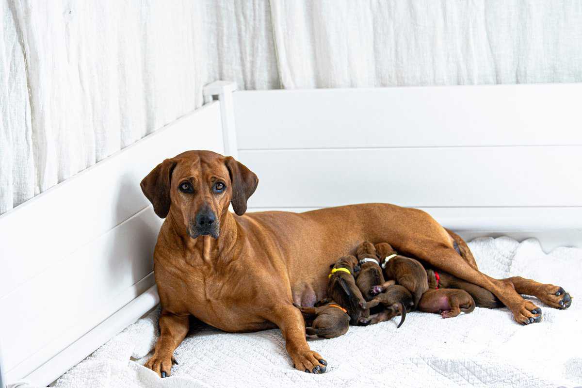 Rhodesian Ridgeback-Züchter mit Welpen in der Nähe (Liste) - Hunde2.de
