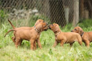 Rhodesian Ridgeback-Züchter mit Welpen in der Nähe (Liste) - Hunde2.de