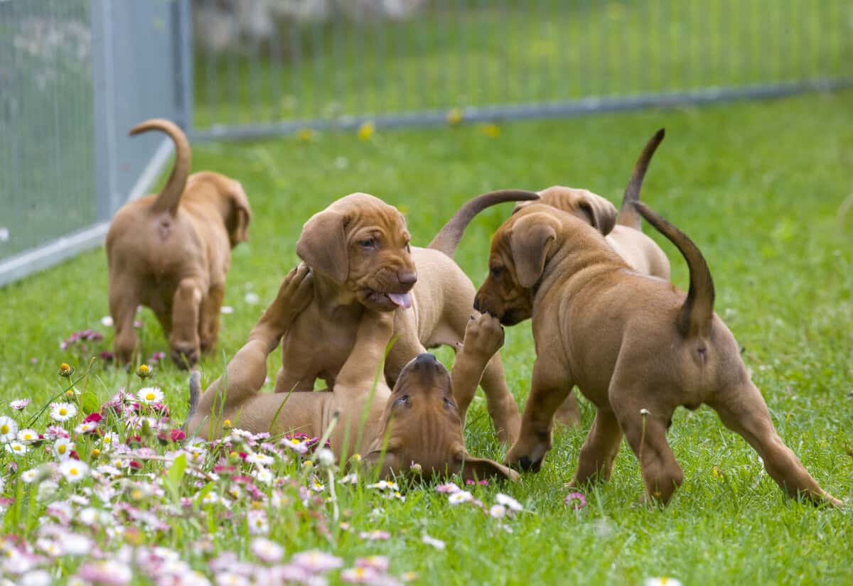 Rhodesian Ridgeback-Züchter mit Welpen in der Nähe (Liste) - Hunde2.de