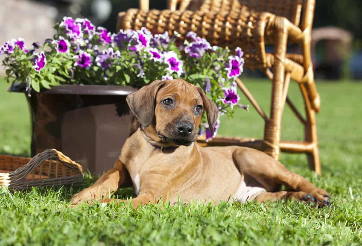 Rhodesian Ridgeback-Züchter mit Welpen in der Nähe (Liste) - Hunde2.de