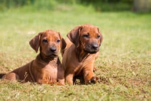 Rhodesian Ridgeback-Züchter mit Welpen in der Nähe (Liste) - Hunde2.de