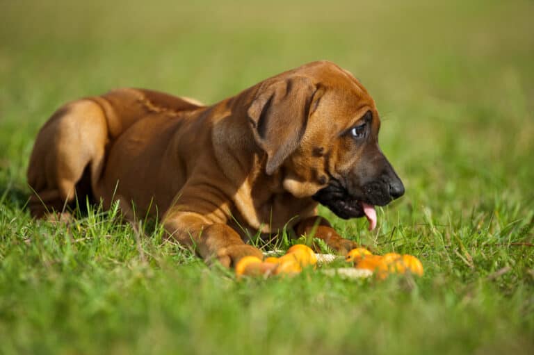 Rhodesian Ridgeback-Züchter mit Welpen in der Nähe (Liste) - Hunde2.de