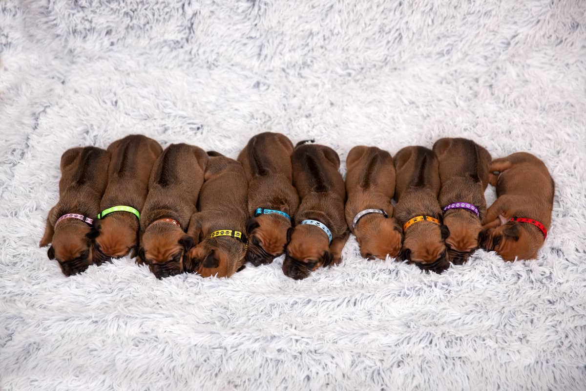 Rhodesian Ridgeback-Züchter mit Welpen in der Nähe (Liste) - Hunde2.de