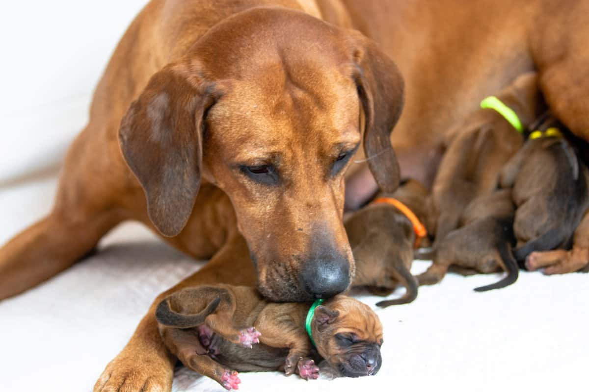Rhodesian Ridgeback-Züchter mit Welpen in der Nähe (Liste) - Hunde2.de