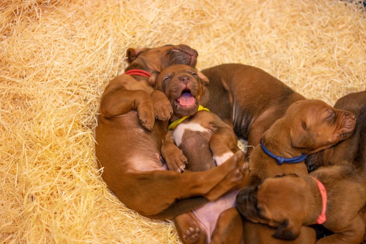 Rhodesian Ridgeback-Züchter mit Welpen in der Nähe (Liste) - Hunde2.de