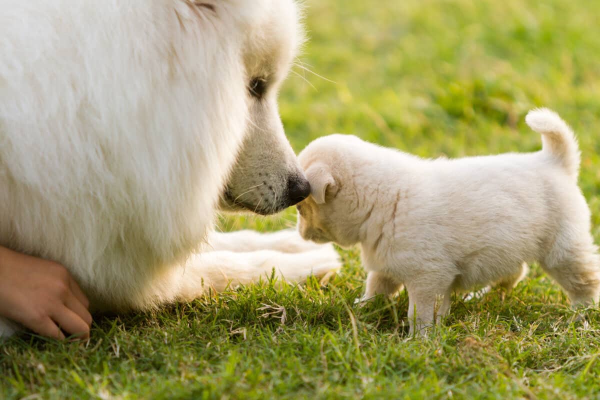 Samojede-Züchter mit Welpen in der Nähe (Topliste) - Hunde2.de