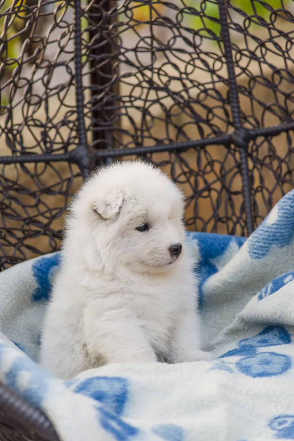 Samojede-Züchter mit Welpen in der Nähe (Topliste) - Hunde2.de