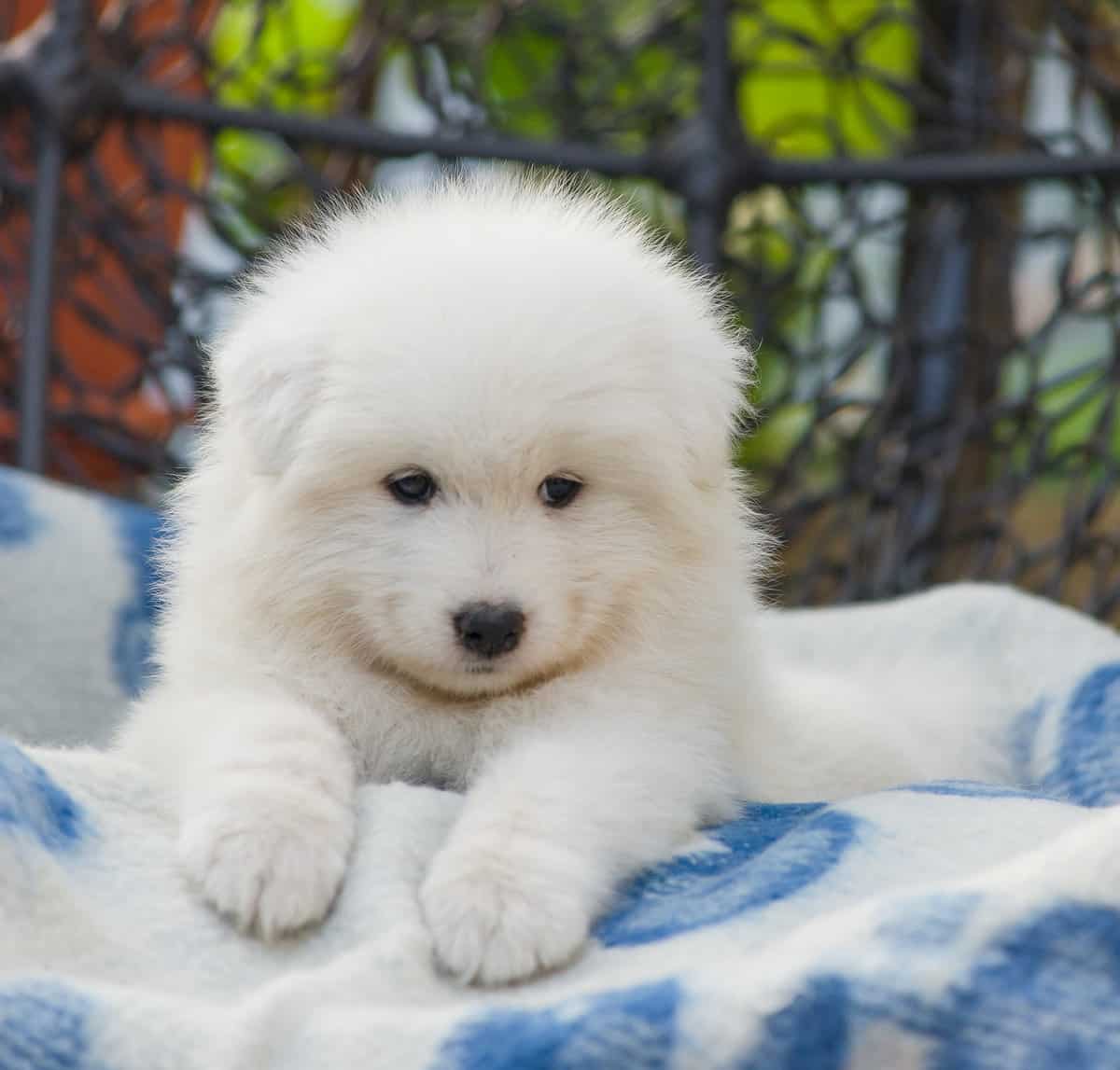 Samojede-Züchter mit Welpen in der Nähe (Topliste) - Hunde2.de