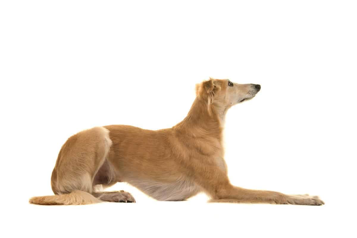 Silken Windsprite-Züchter mit Welpen in der Nähe (Liste) - Hunde2.de