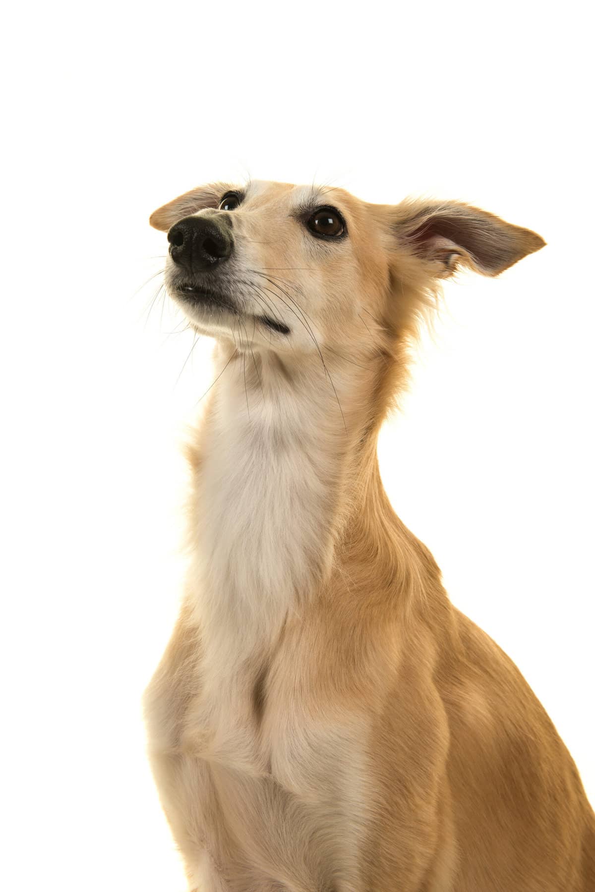 Silken Windsprite-Züchter mit Welpen in der Nähe (Liste) - Hunde2.de