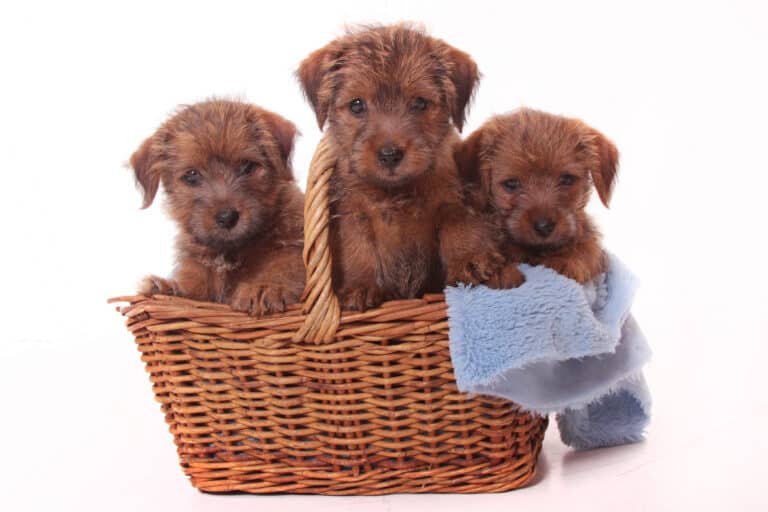 Norfolk Terrier-Züchter mit Welpen in der Nähe (Liste) - Hunde2.de