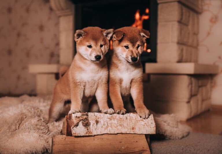 Shiba Inu-Züchter mit Welpen in der Nähe (Liste) - Hunde2.de